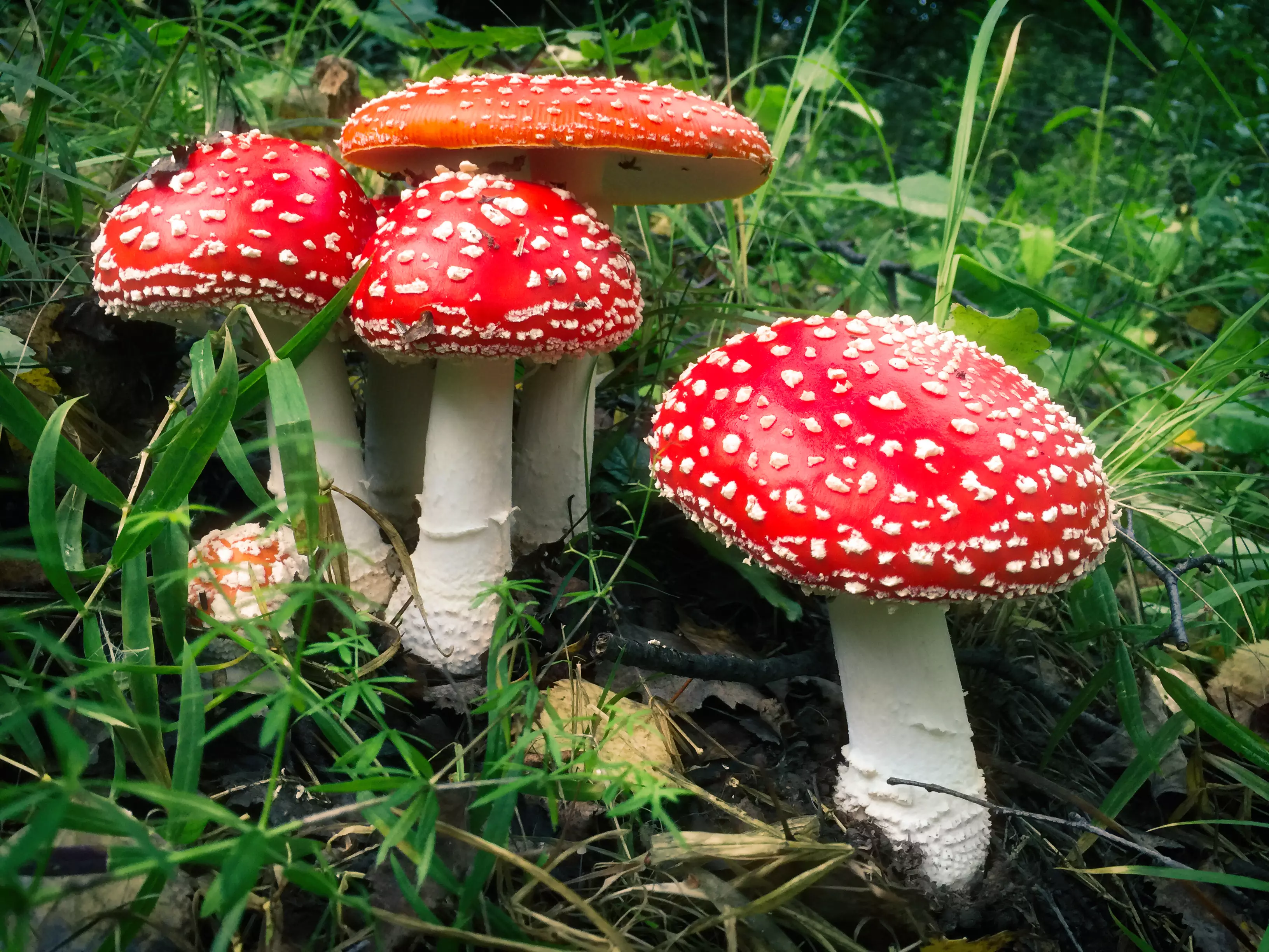 Mushroomka kale ee Sixirka: Waa maxay sababta bilawga Kanadiyaanka uu si lama filaan ah u xiiseynayo fungus ka Super Mario